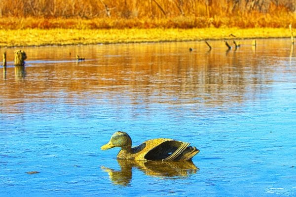 How to Set Up Duck Decoys for More Effective Hunting - Daily Shooting ...